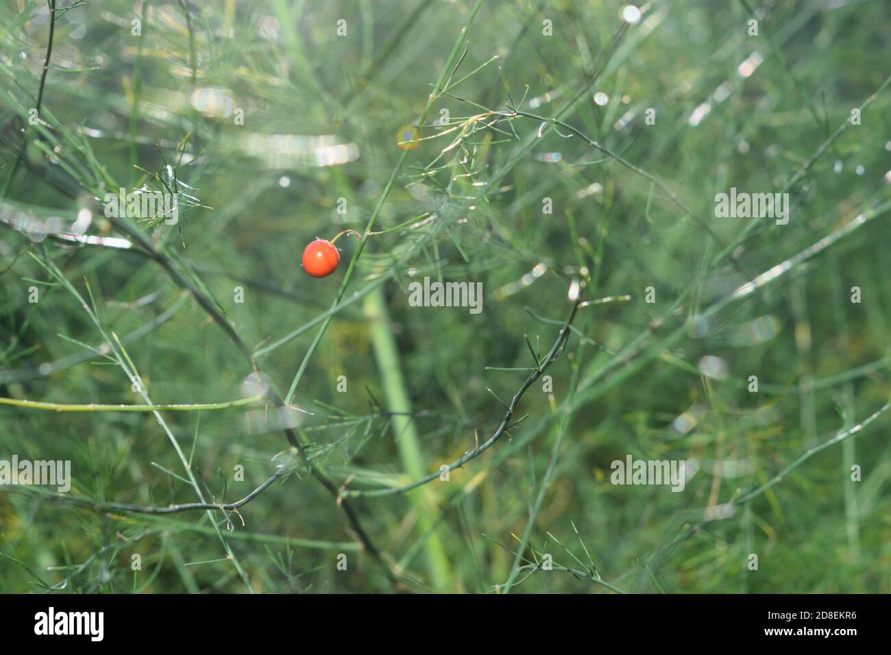 A Single Red Berry Growing on a Mature Asparagus Plant Stock Photo - Alamy