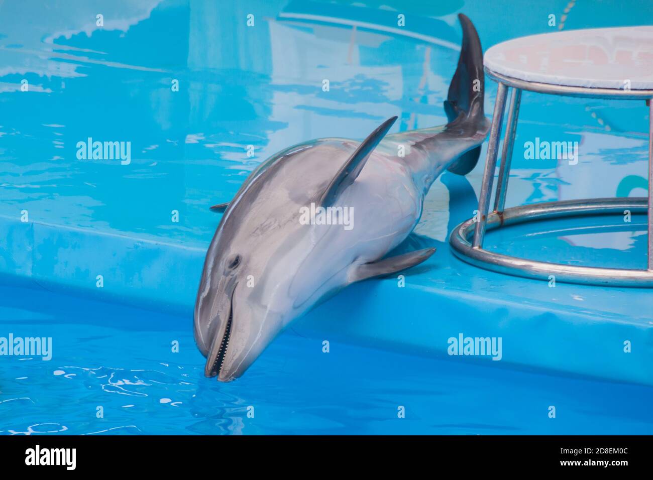 Trained dolphin in the aquarium, dolphinariums. show with dolphins. the ...