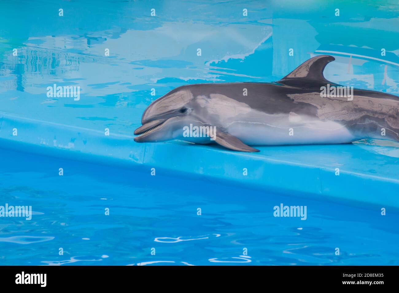 Trained dolphin in the aquarium, dolphinariums. show with dolphins. the ...