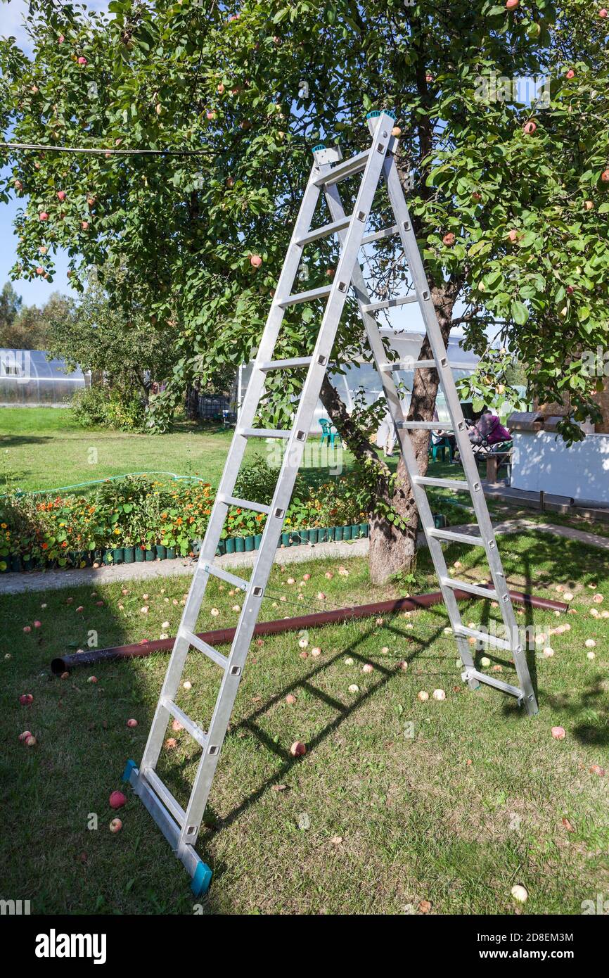 Steel ladder standing under apple tree for ripe red apples harvesting ...
