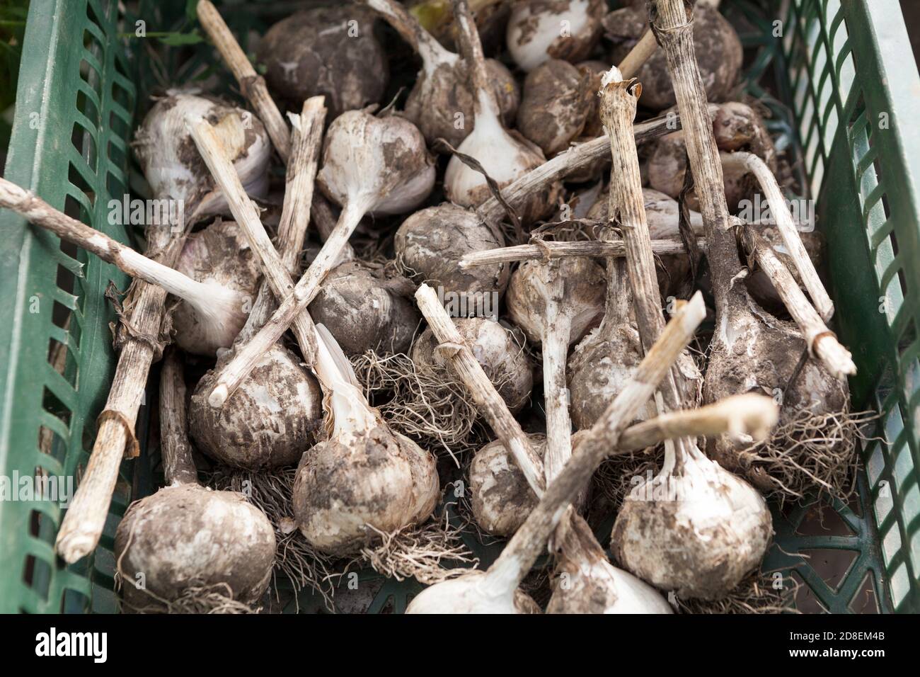 Fresh bulbs of garlic drying in box, close-up view Stock Photo - Alamy