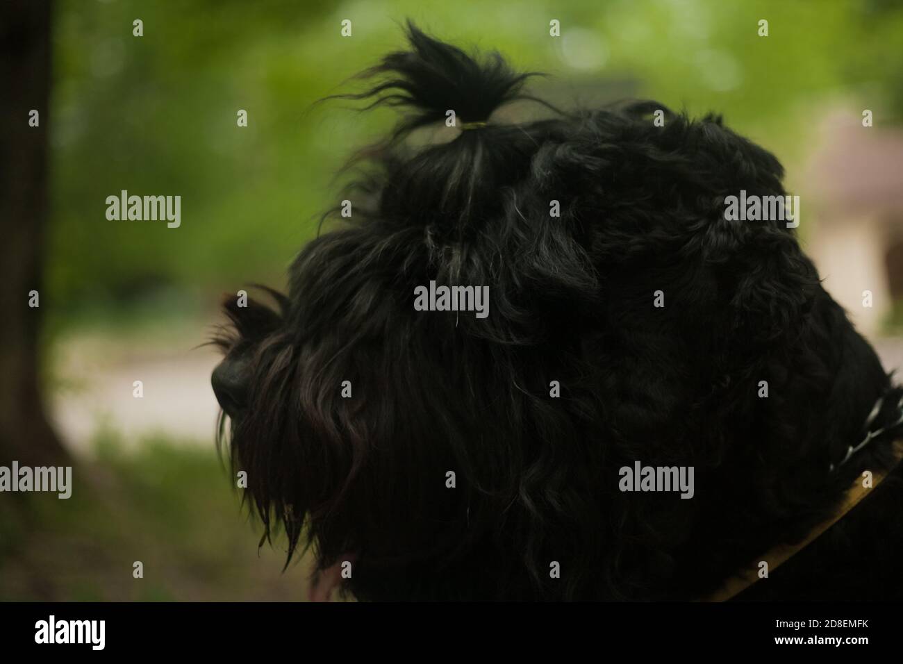 large furry black dog with pony-tail hair in the park, close up ...