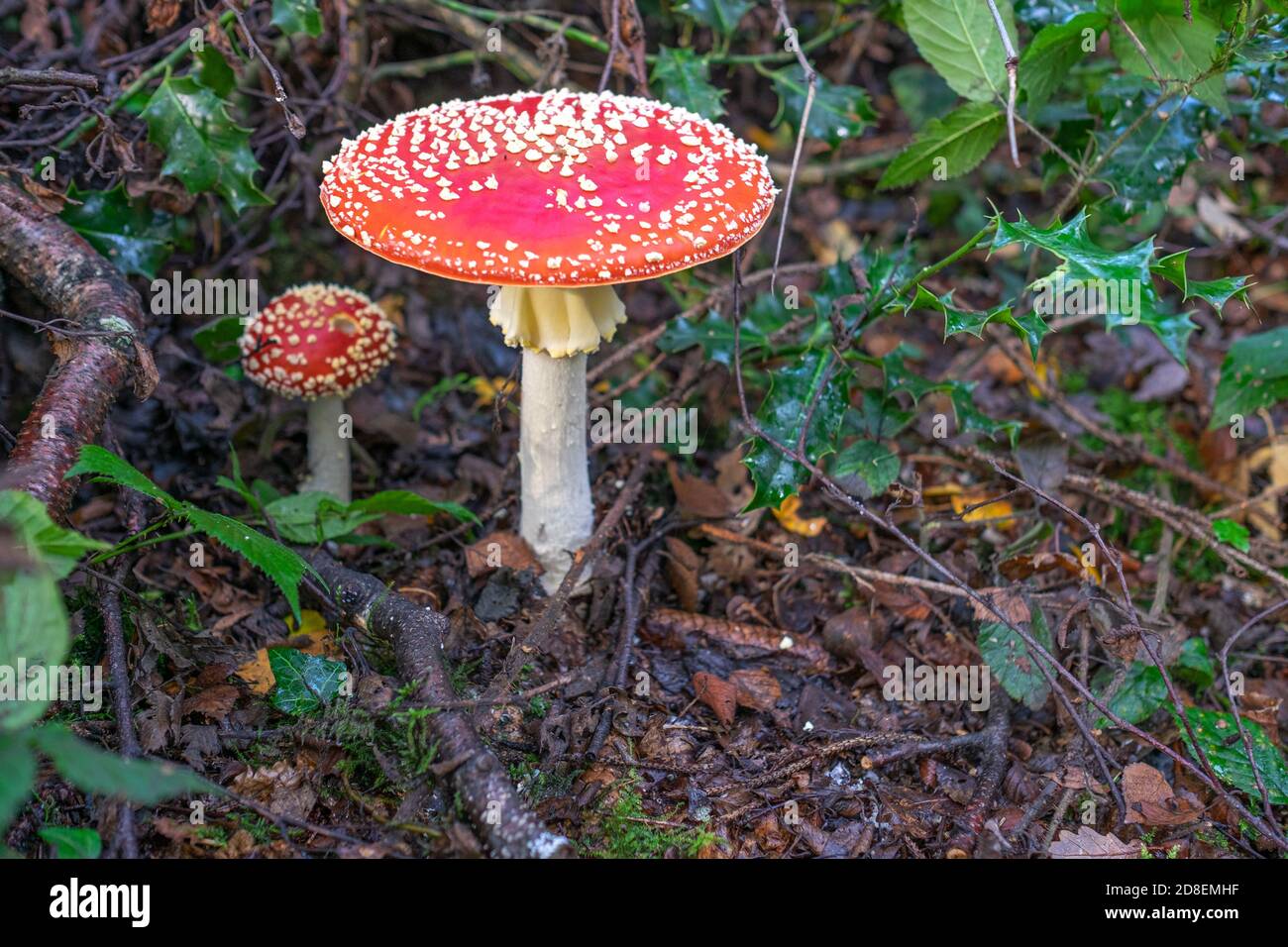 Attractive fungi hi-res stock photography and images - Alamy