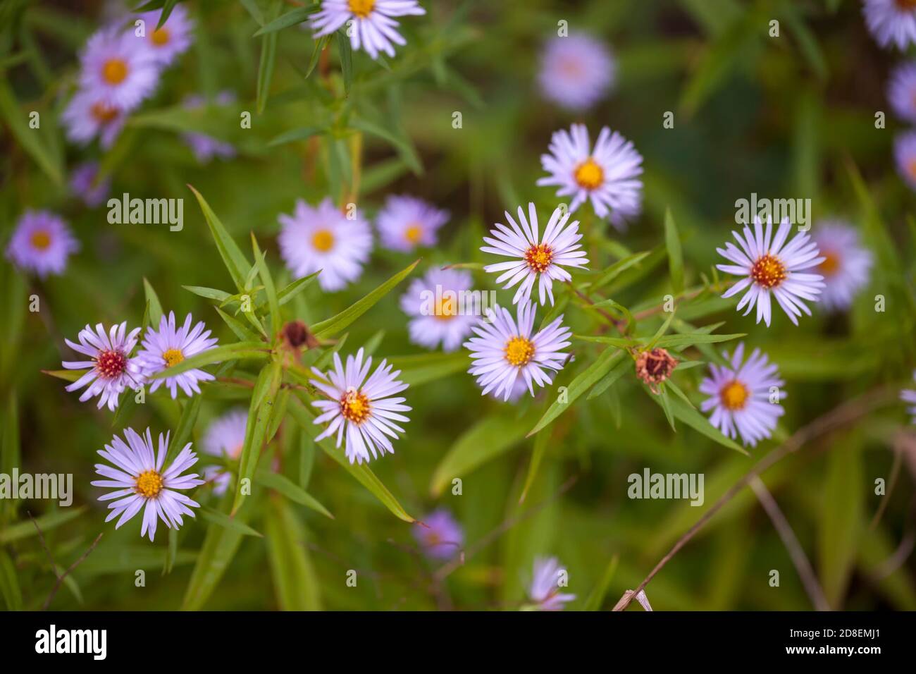 Blue asters wildflowers hi-res stock photography and images - Alamy