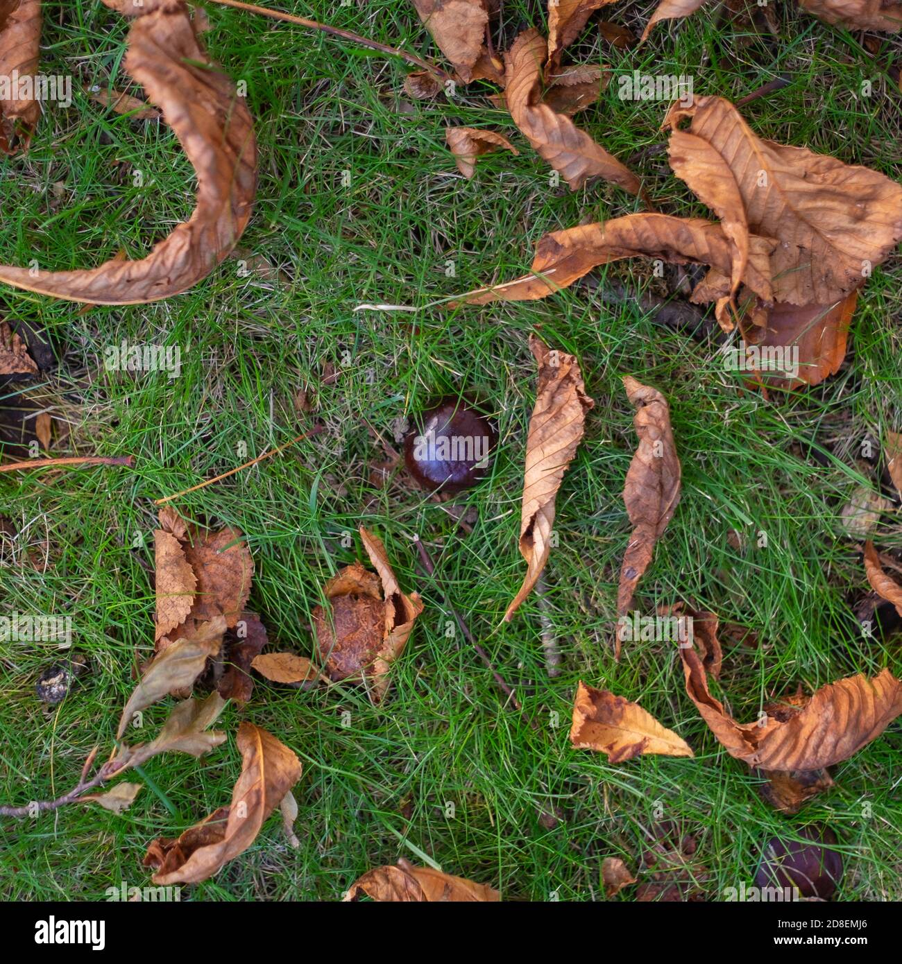 Withered leaves detail in nature hi-res stock photography and images ...