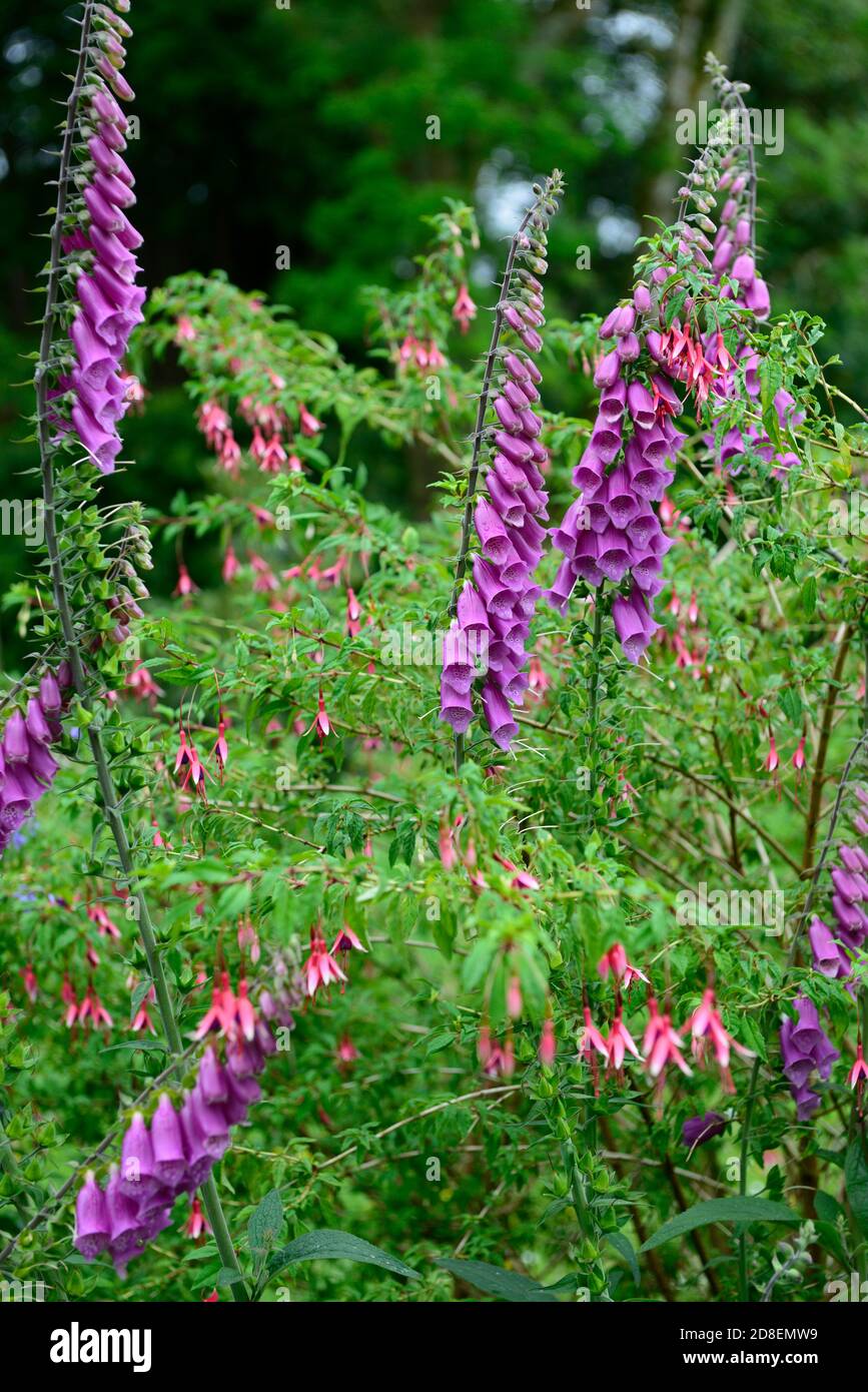 Fuchsia magellanica lady bacon hi-res stock photography and images - Alamy
