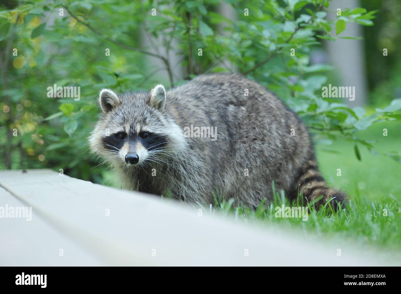 North American raccoon ( Procyon lotor Stock Photo - Alamy