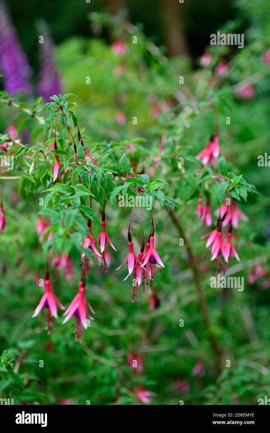 Fuchsia magellanica Lady Bacon,fuchsia Lady Bacon,hardy fuchsia,red ...