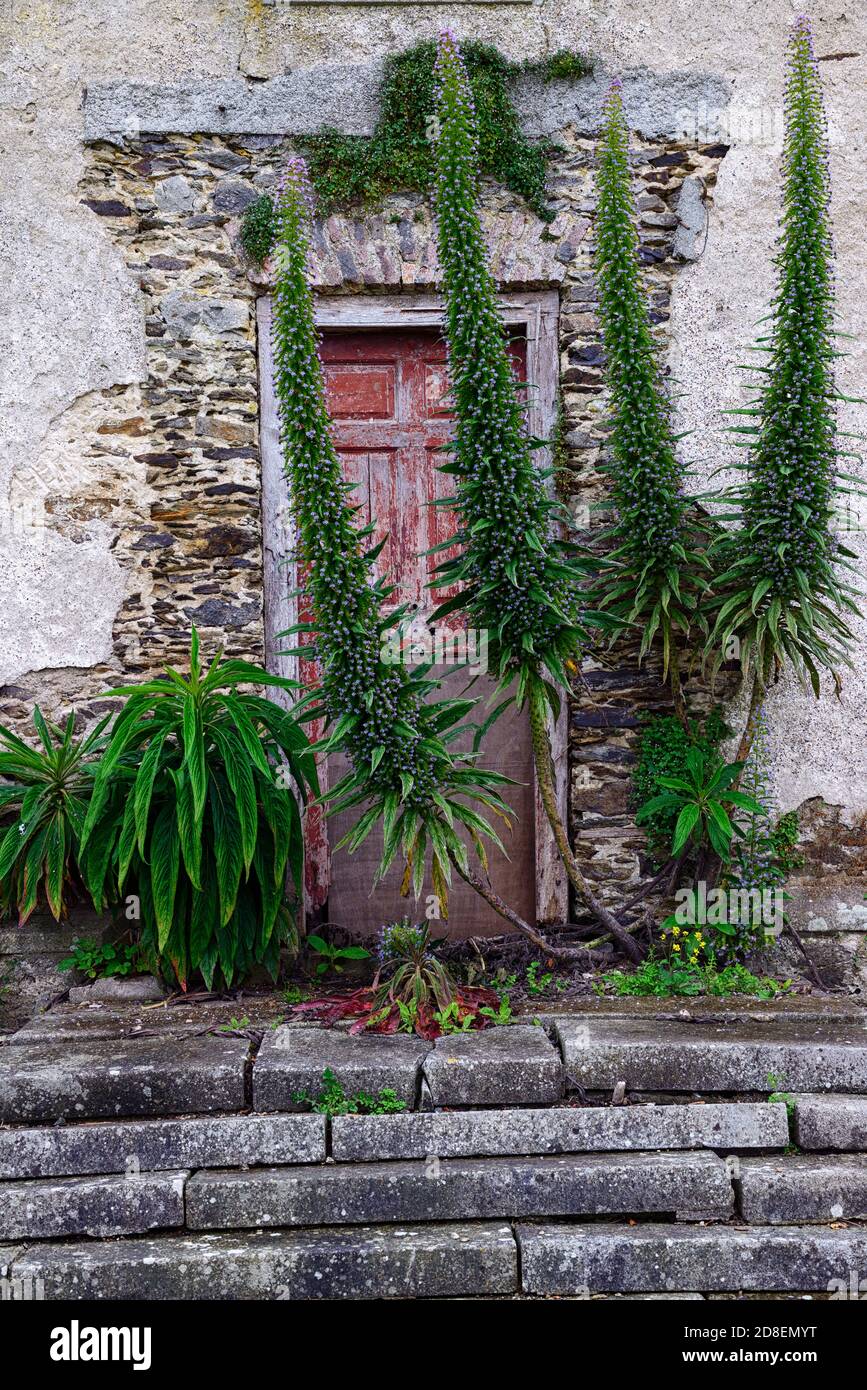 Echium seedlings hi-res stock photography and images - Alamy