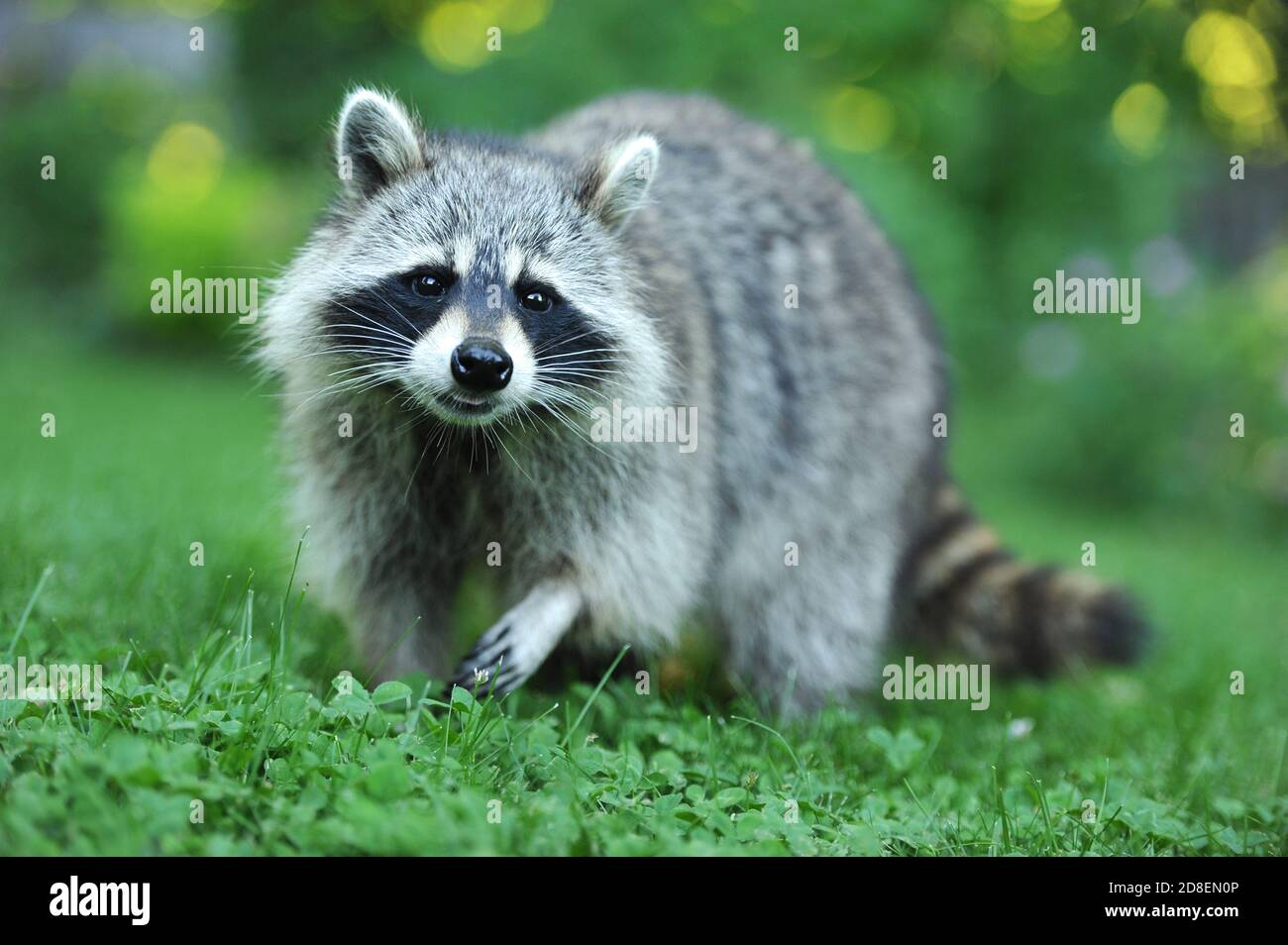North American raccoon ( Procyon lotor Stock Photo - Alamy