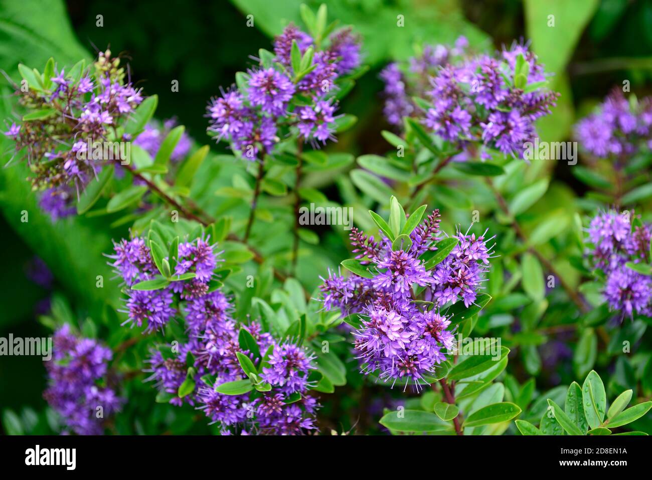 Hebe Headfortii,Shrubby veronica Headfortii,preading, evergreen shrub ...