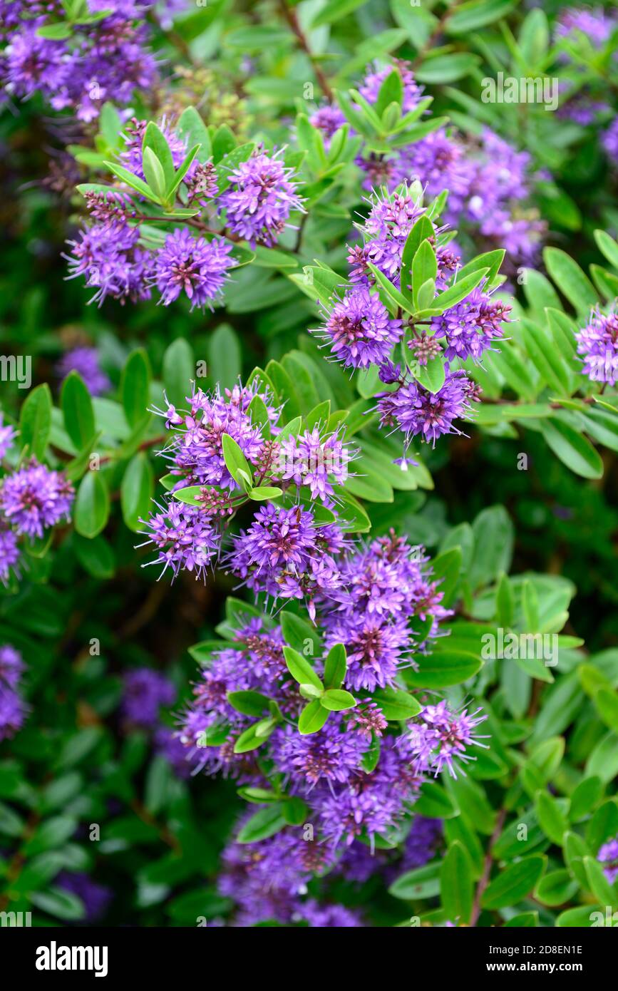 Pink purple hebe hi-res stock photography and images - Alamy