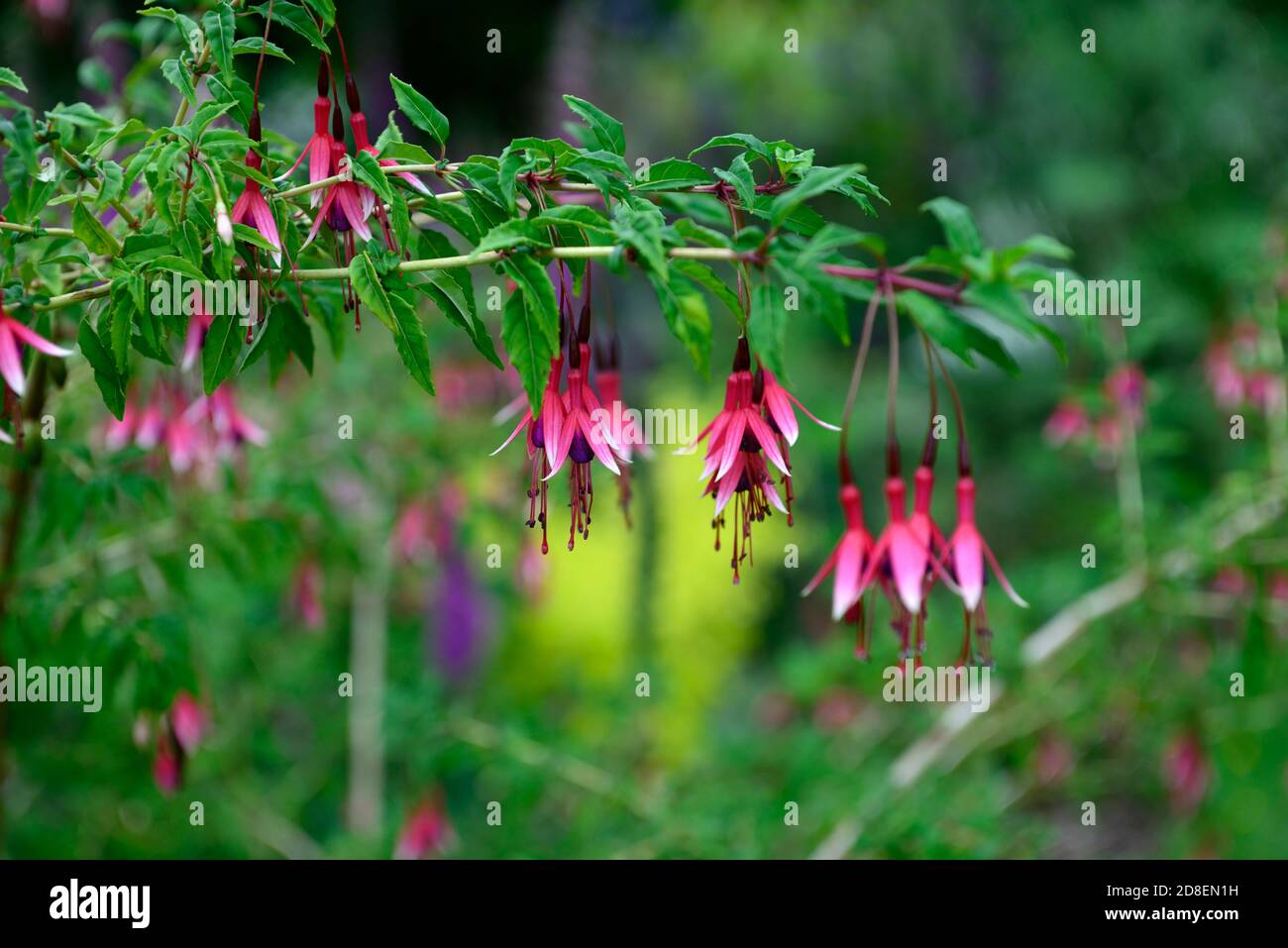 Fuchsia magellanica Lady Bacon,fuchsia Lady Bacon,hardy fuchsia,red ...