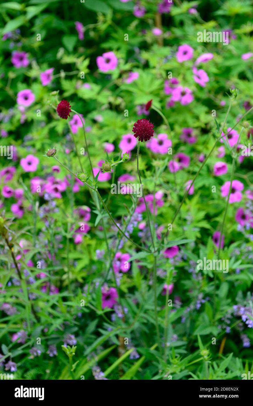 Knautia macedonica,scabious,pincushion,geranium,mixed planting scheme ...