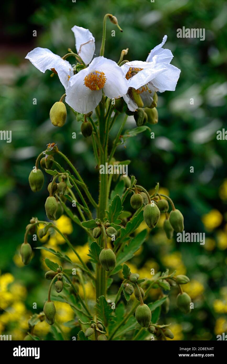 Himalayan flowers hi-res stock photography and images - Alamy