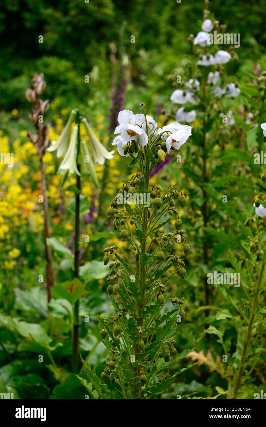 Himalayan white flower hi-res stock photography and images - Alamy