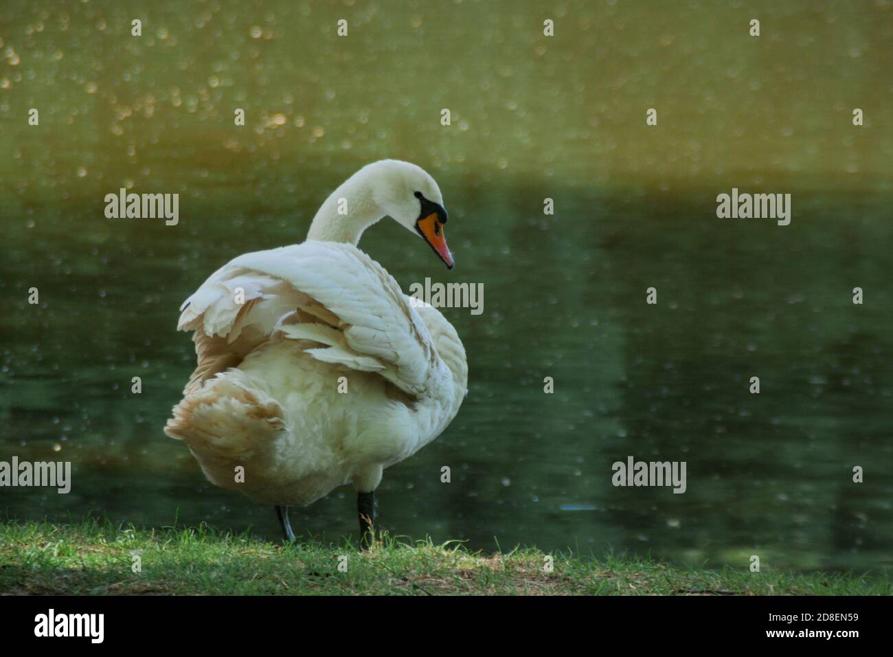 White swan fluff feathers on the riverside, rural landscape Stock Photo ...