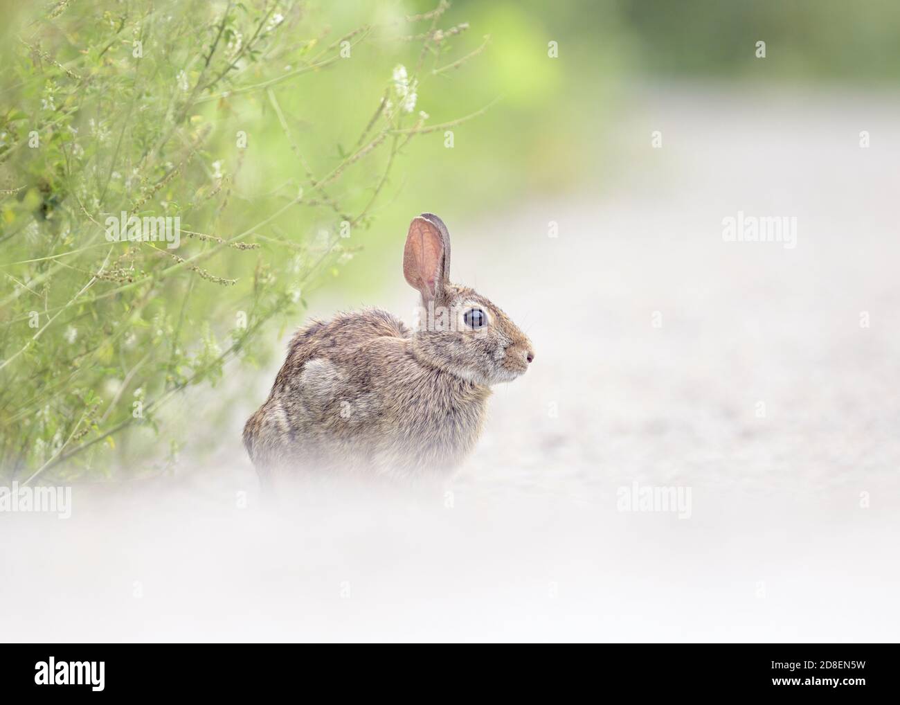 An Eastern Cottontail Rabbit (Sylvilagus floridanus) on a pathway Stock ...