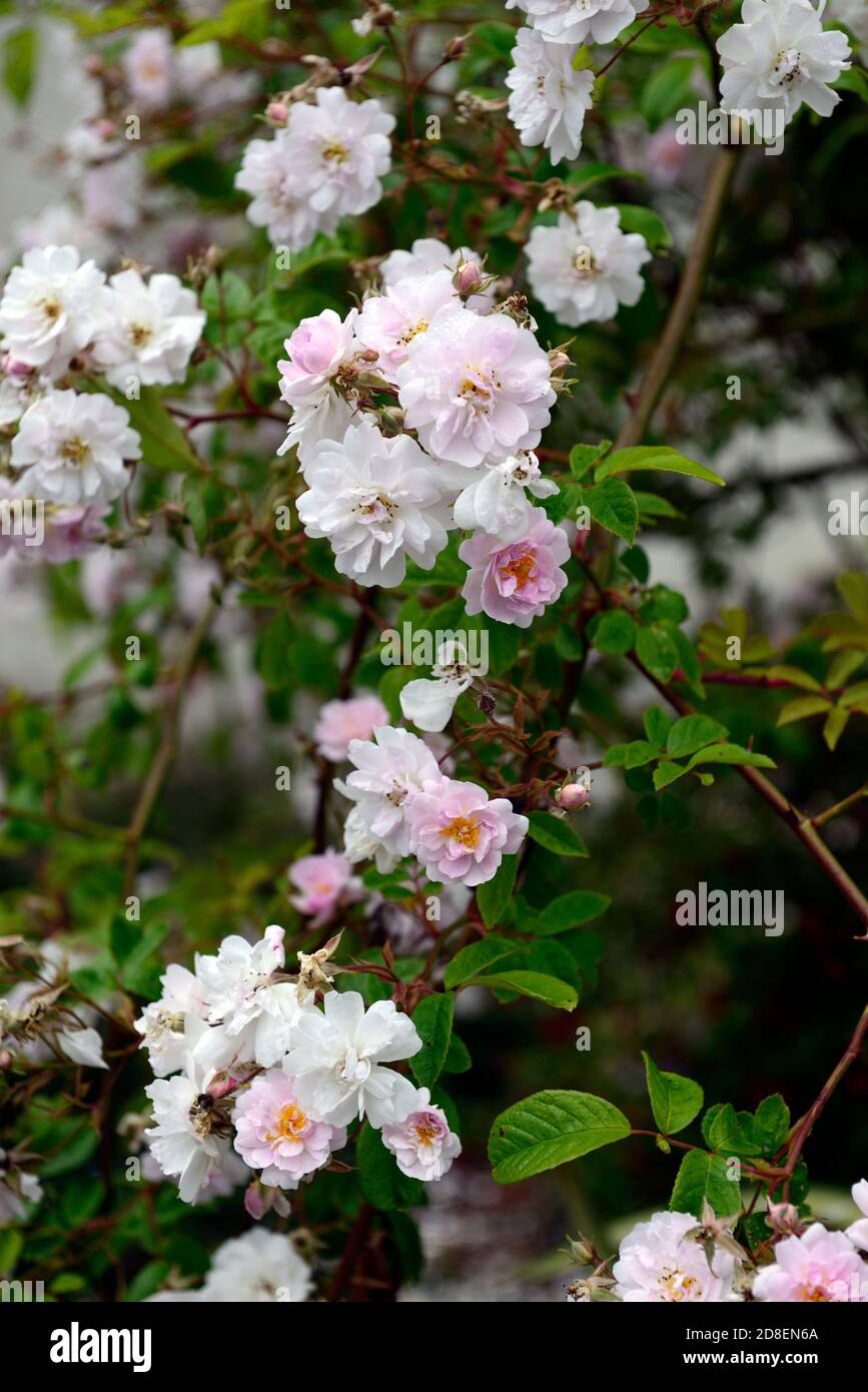Rosa Paul's Himalayan Musk,climbing,climber,rose,roses,pink,flowers ...
