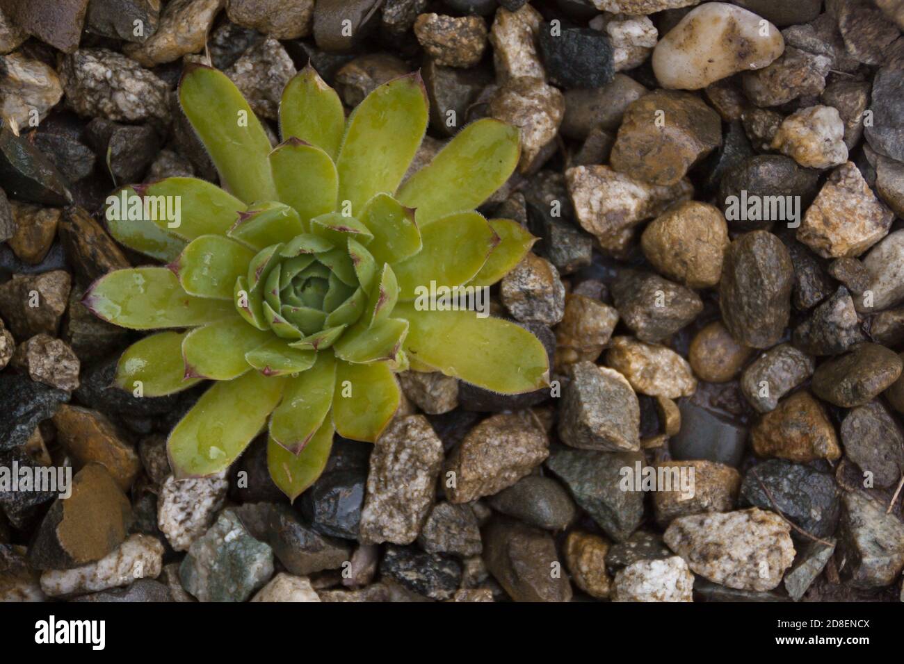 Sempervivum, Echeveria, succulentus on the pebblel (rubble) background ...