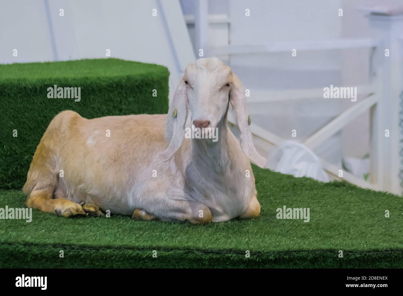 White goat lying on the artificial turf grass at agricultural animal ...