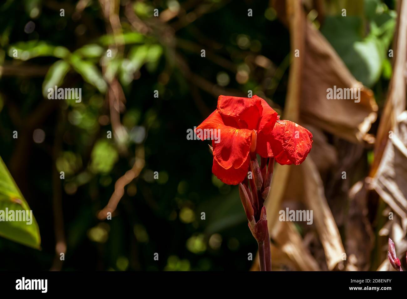 Common wild red flower in the woods in a backyard in Cuba Stock Photo ...