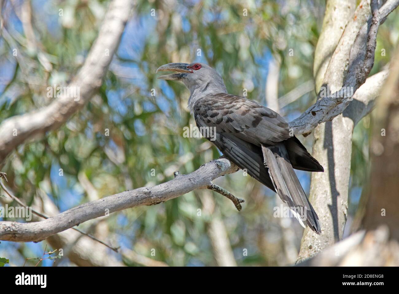 Adult yellow billed cuckoo hi-res stock photography and images - Alamy