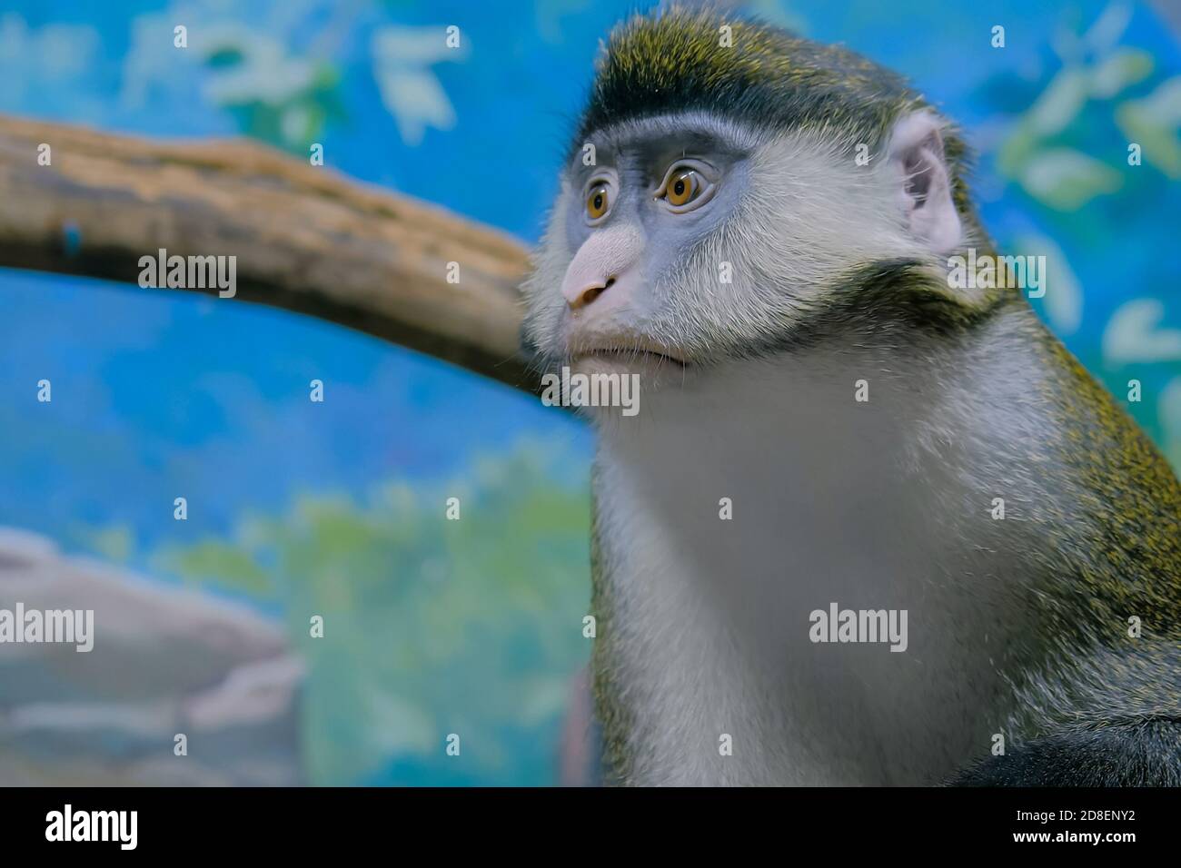 Monkey Type Animal