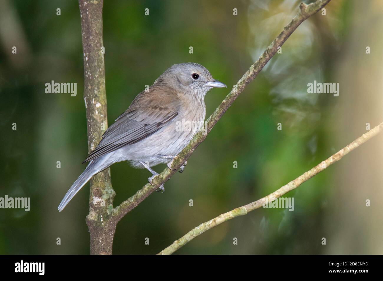 O'reilly's retreat hi-res stock photography and images - Alamy