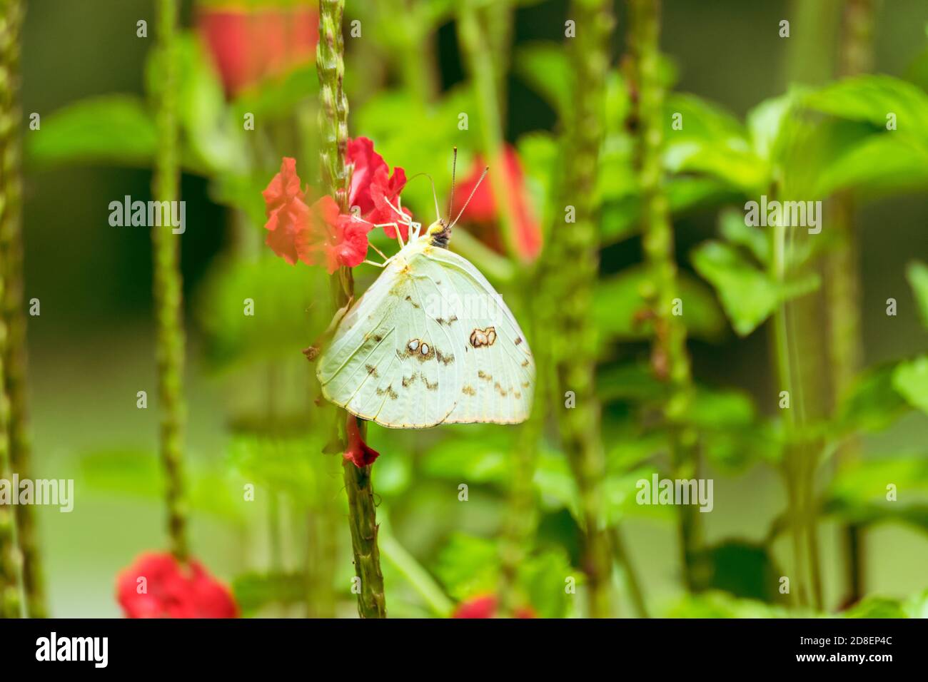 Pollination process hi-res stock photography and images - Alamy