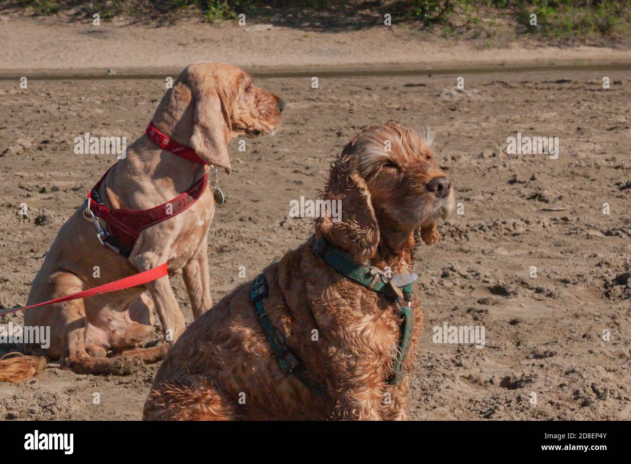 English Cocker Spaniel Pair High Resolution Stock Photography and ...