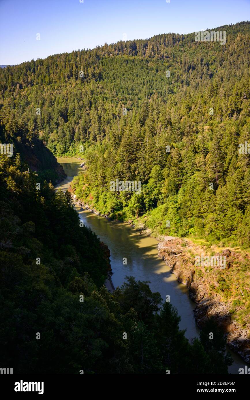 Douglas fir forest humboldt hi-res stock photography and images - Alamy