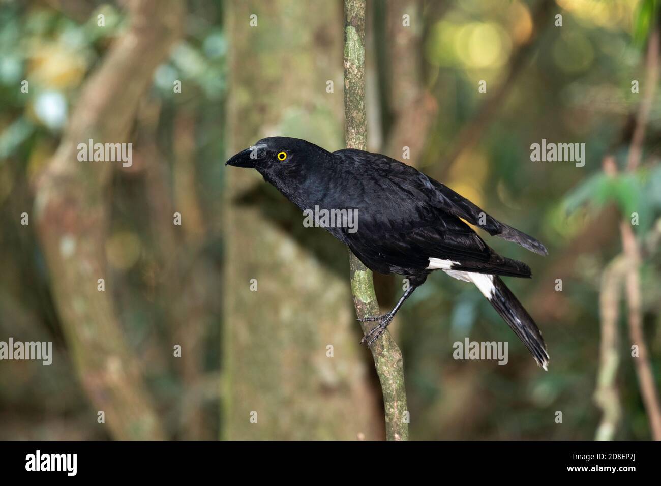 Pied Currawong Strepera graculina O'Reilly's Rainforest Retreat ...