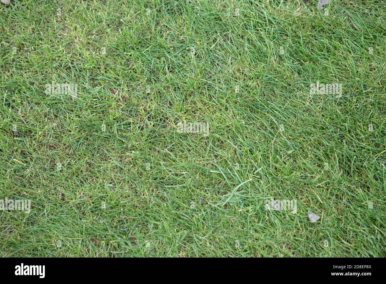 Grass texture - close-up of a fragment of slightly worn and neglected ...