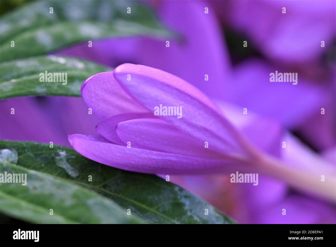Colchicum autumnale autumn crocus hi-res stock photography and images ...