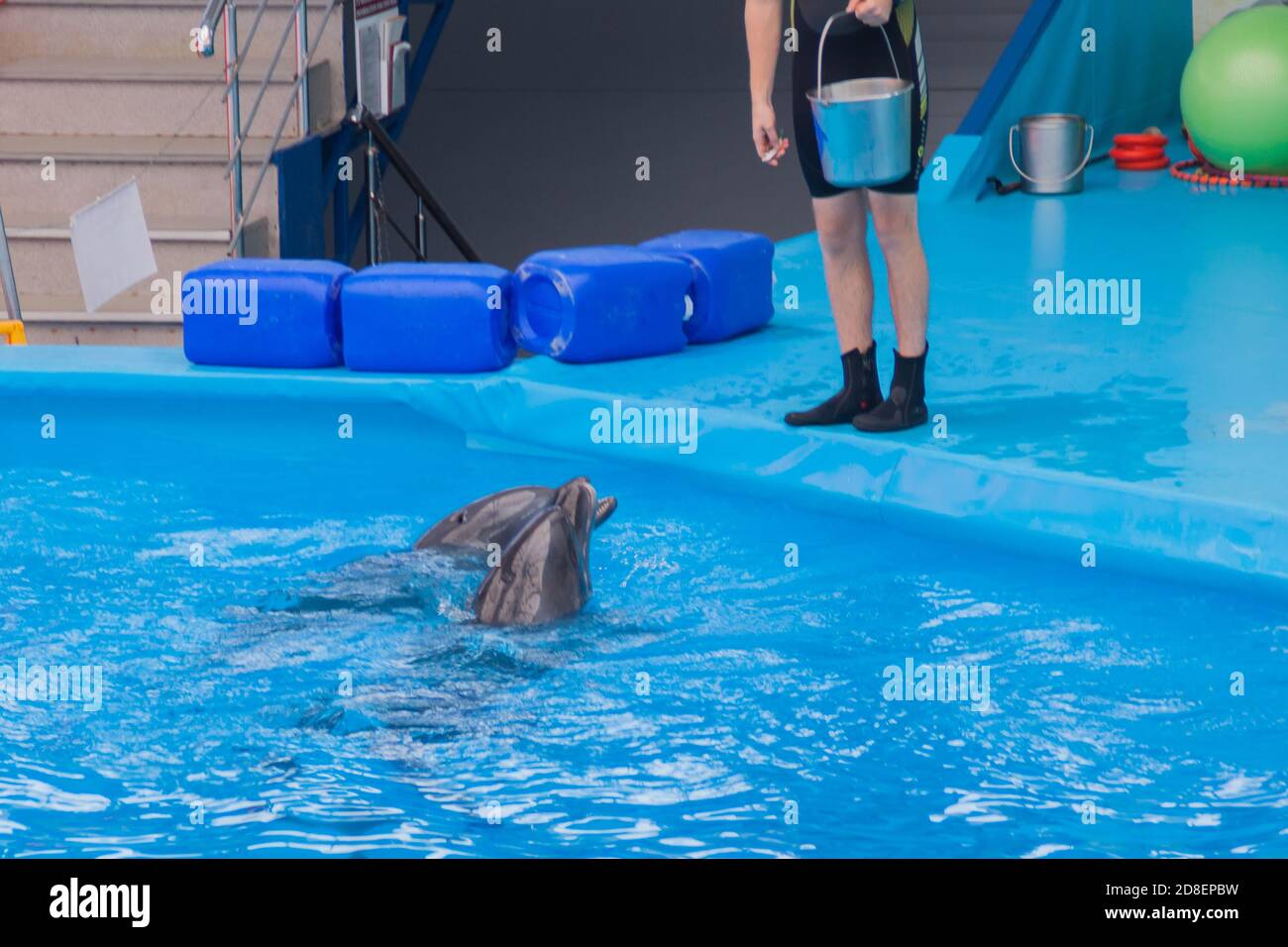 Trained dolphin in the aquarium, dolphinariums. show with dolphins. the ...