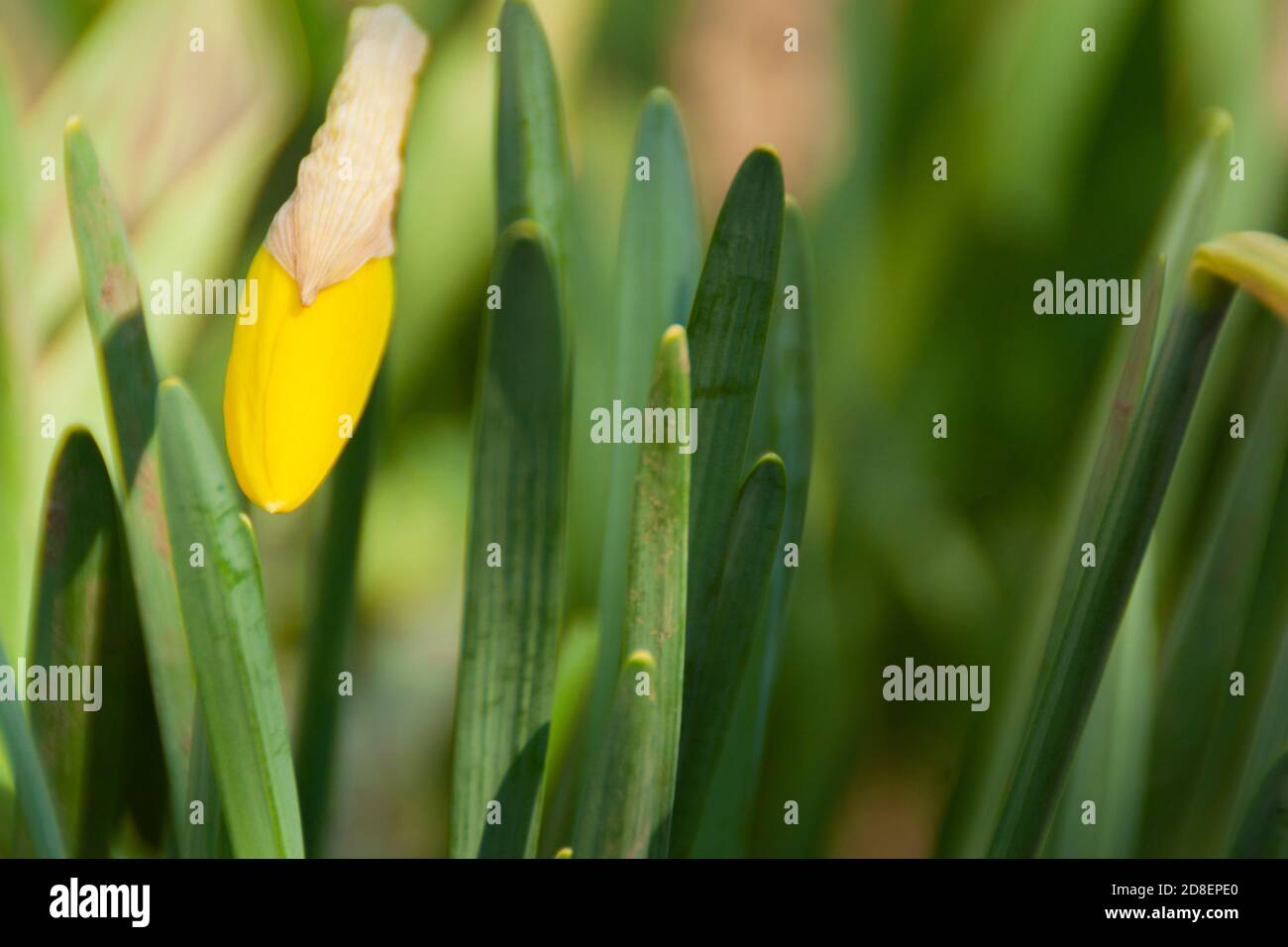 yellow narcissus daffodil bud close-up on a background of green foliage ...