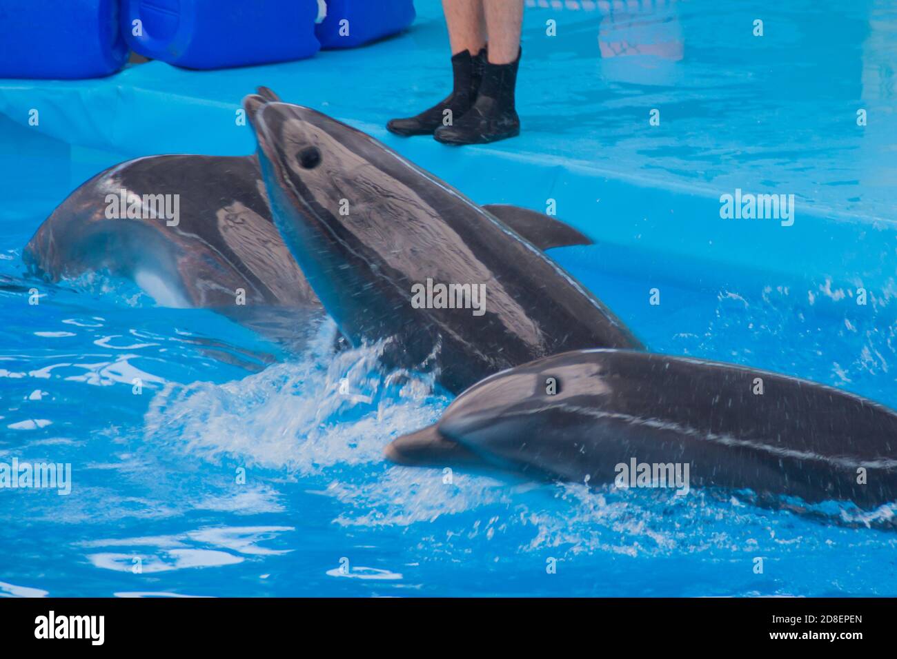 Trained dolphin in the aquarium, dolphinariums. show with dolphins. the ...