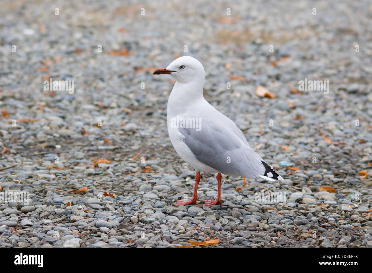 Red billed gull tarapunga hi-res stock photography and images - Alamy