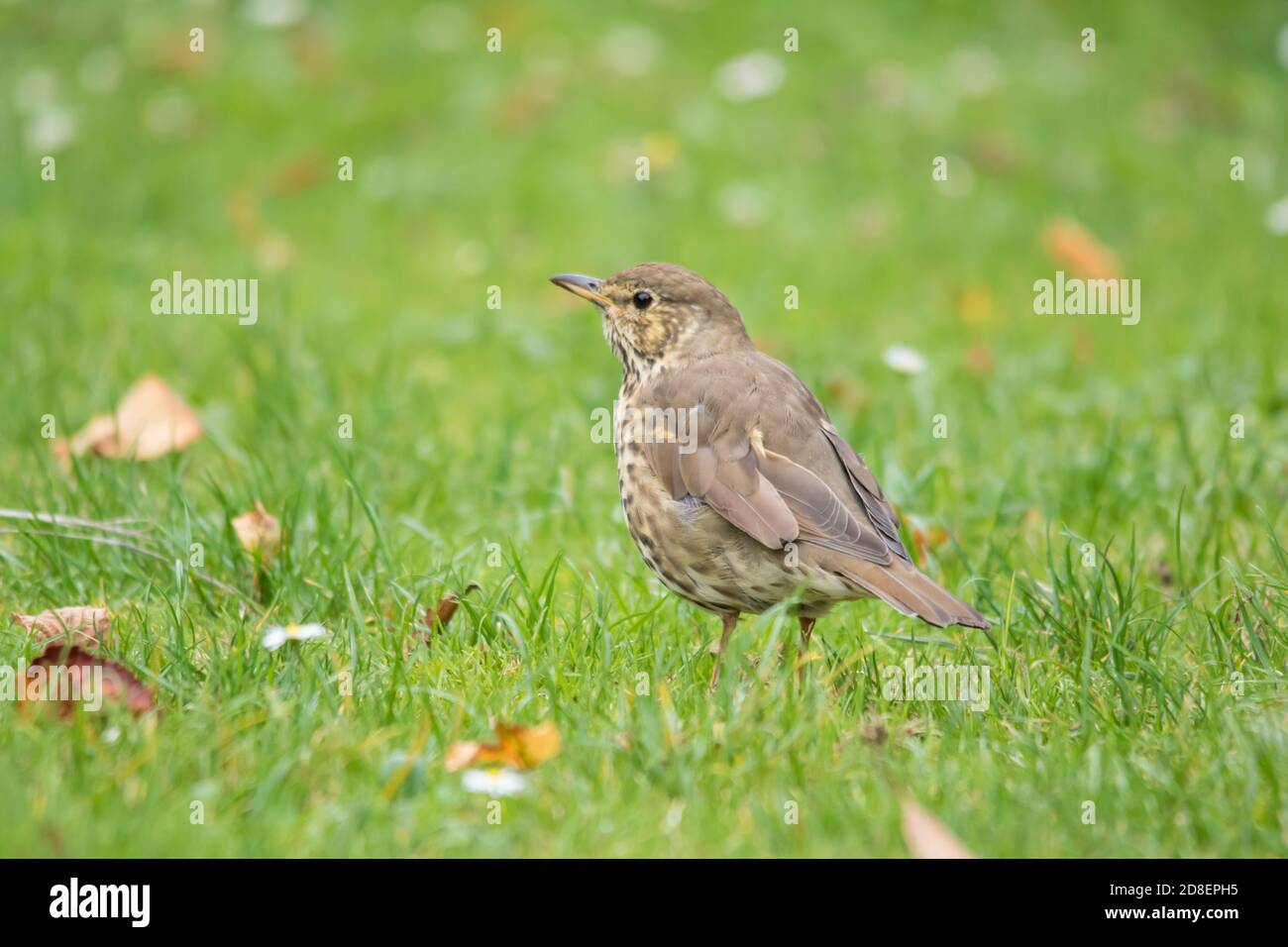 The Song Thrush (Turdus philomelos) is a species of bird that was ...