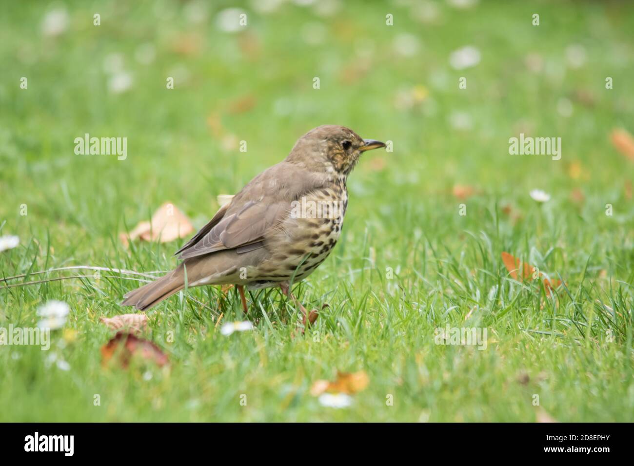 Thrush species hi-res stock photography and images - Alamy