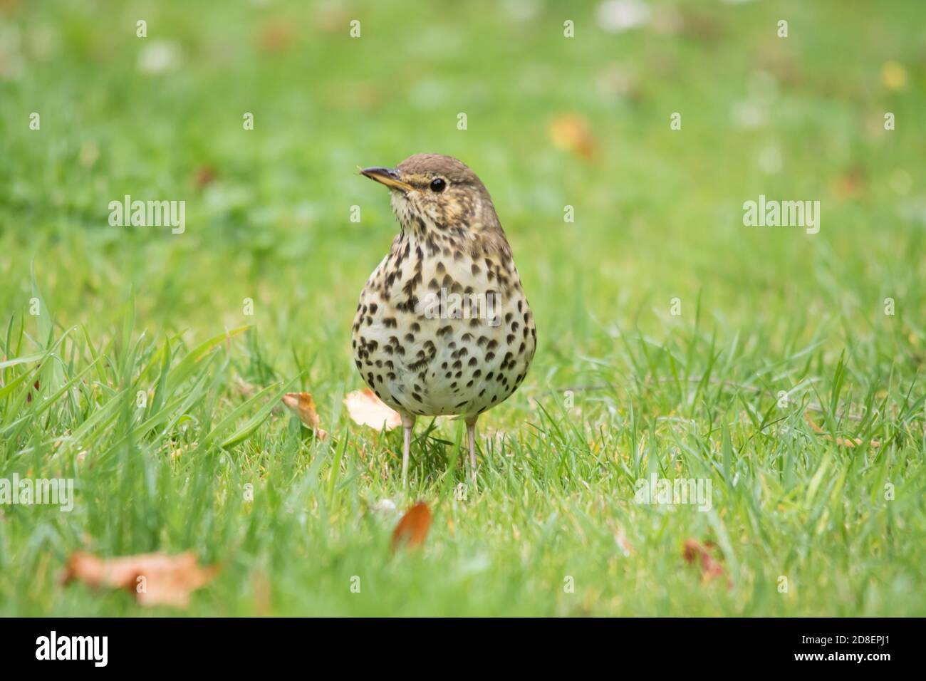 The Song Thrush (Turdus philomelos) is a species of bird that was ...