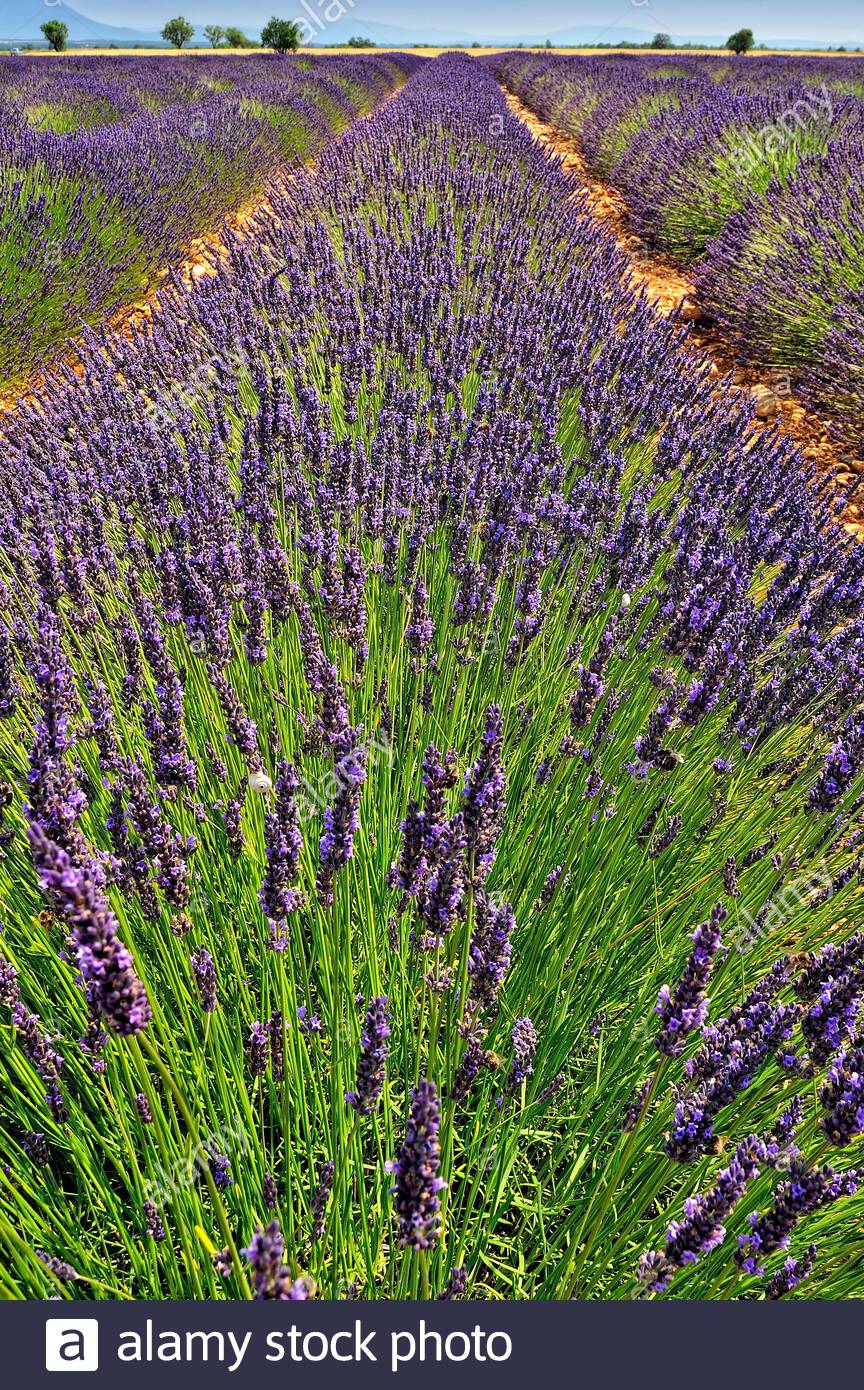 Mediterranean Lavender Cultivation High Resolution Stock Photography ...