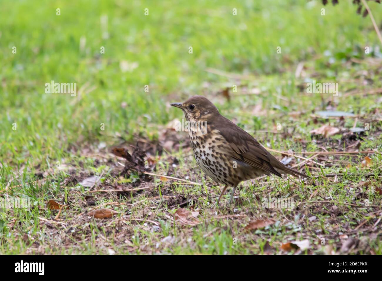 The Song Thrush (Turdus philomelos) is a species of bird that was ...