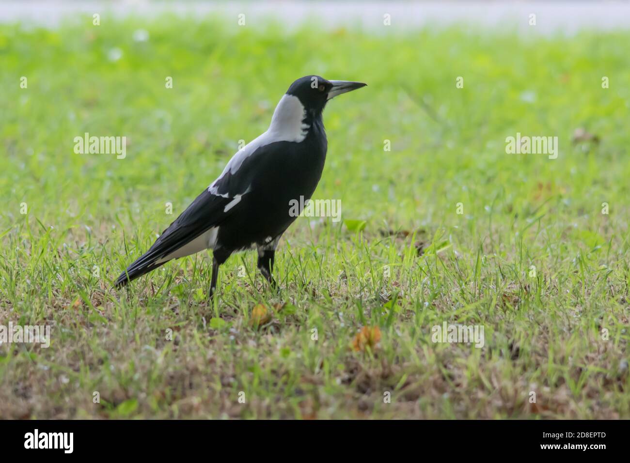 An Australian Magpie (Gymnorhina tibicen) photographed in New Zealand ...