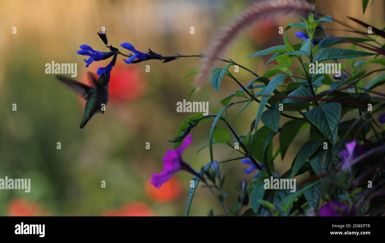 Ruby throated hummingbird sipping nectar from black knight salvia Stock ...