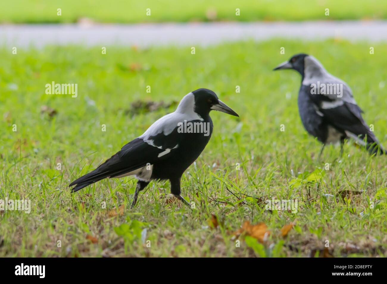 Two Australian Magpies (Gymnorhina tibicen) photographed in New Zealand ...