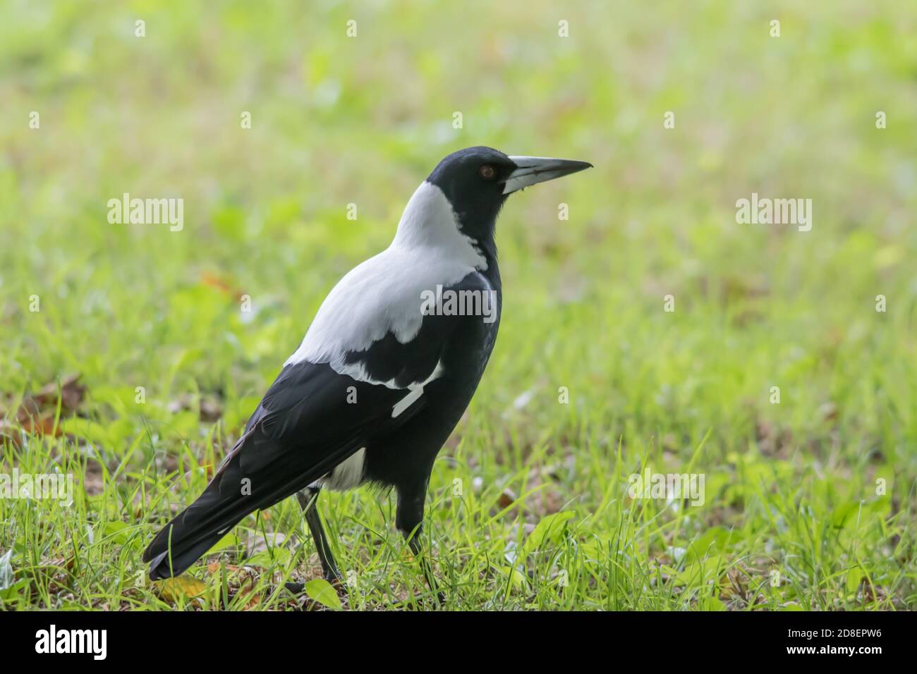 An Australian Magpie (Gymnorhina tibicen) photographed in New Zealand ...