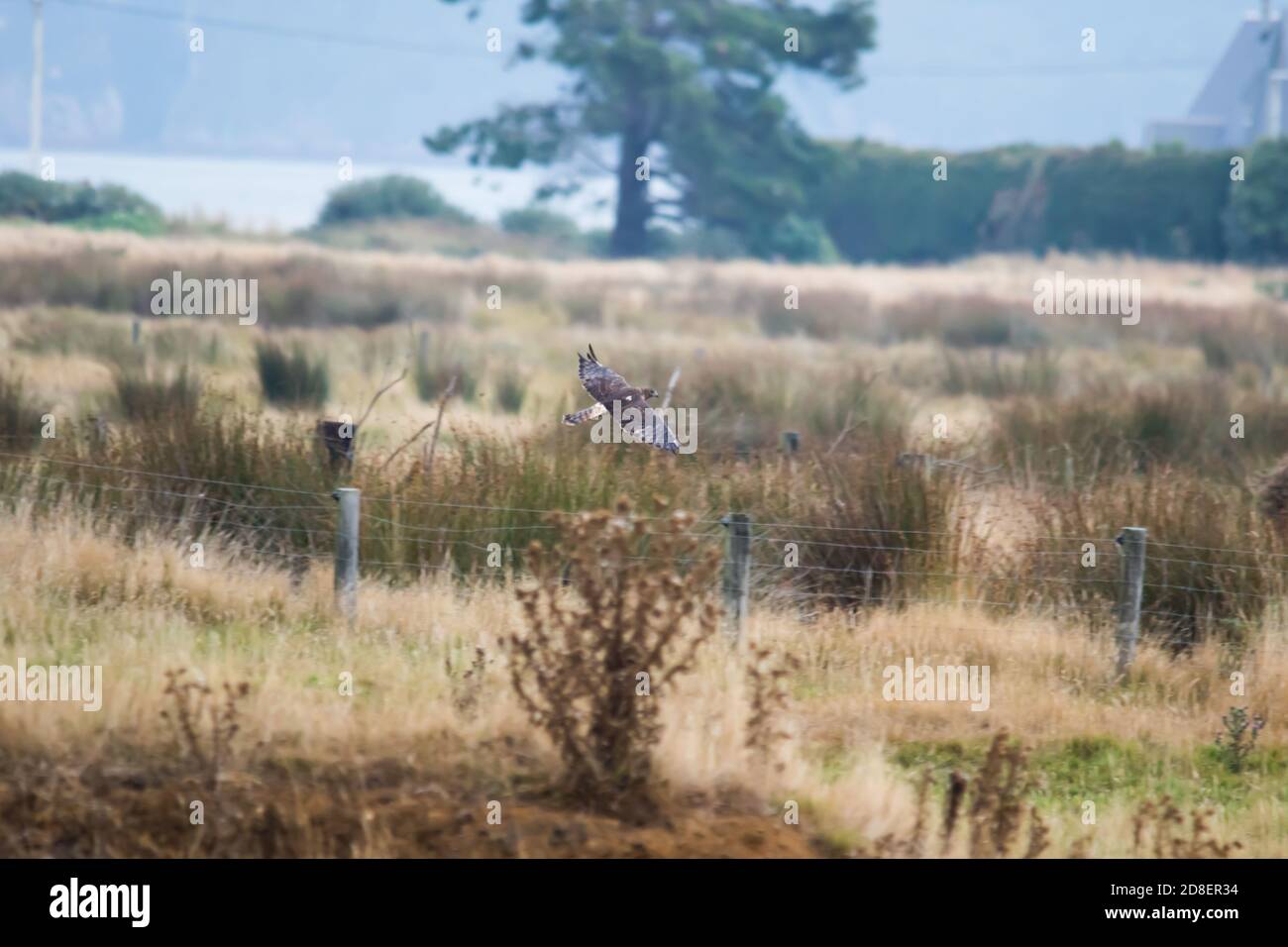 A Swamp Harrier (Circus approximans) - also known as the Australasian ...