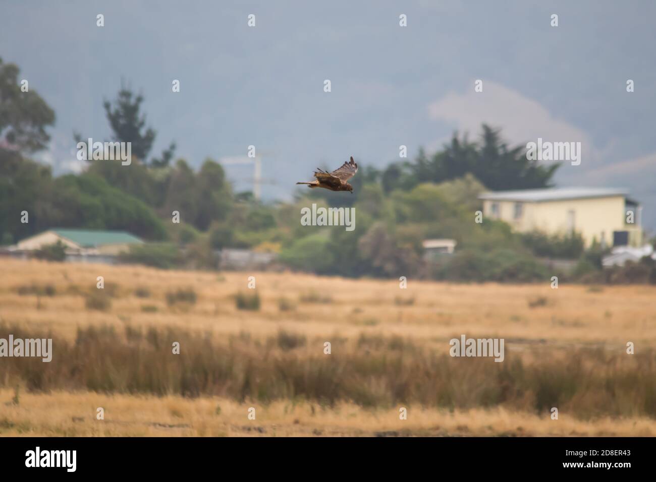 A Swamp Harrier (Circus approximans) - also known as the Australasian ...